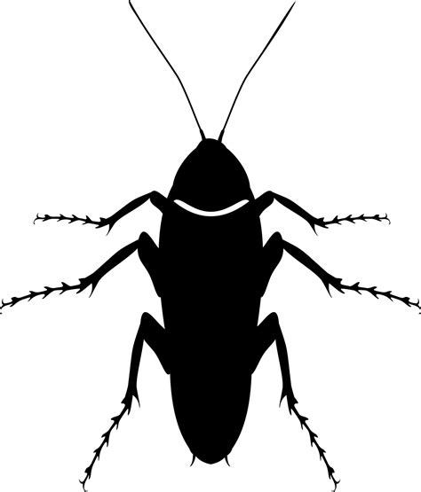 Cockroach Graphic Sign Cockroach Silhouette Illustration 7043143