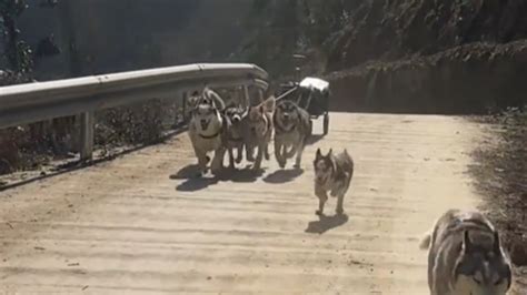 汪汪队立大功~女子路遇农户搭车，哈士奇们回归“老本行”帮拉货凤凰网视频凤凰网