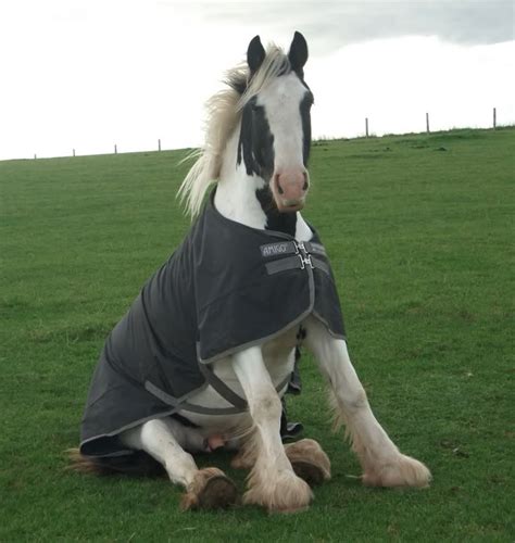 What Do You Do With Your Cobs