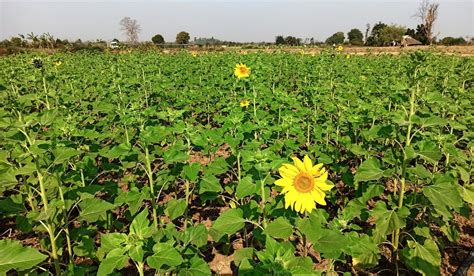 ကျွန်းလှမြို့နယ်တွင် ယခုနှစ် ဆောင်းသီးနှံစိုက်ပျိုးရာသီ၌ ဆီထွက်သီးနှံ