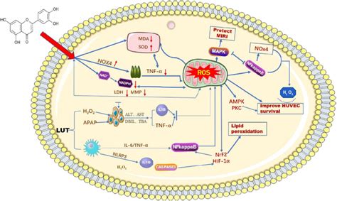 schematic diagram of the influence of lut on oxygen free radicals