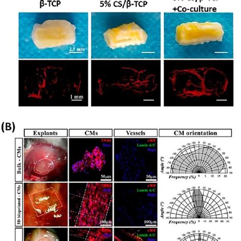 Coculture Models For In Vitro Prevascularization A Direct Coculture