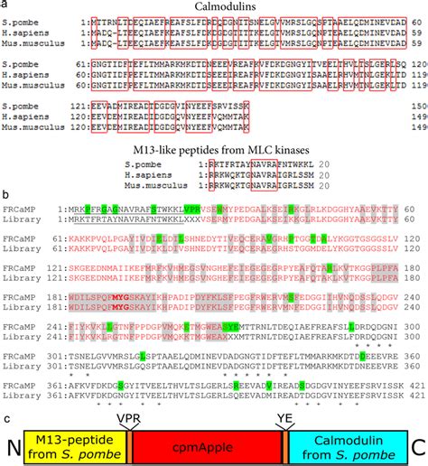 Alignment Of The Amino Acid Sequences For Calmodulins Cams And Download Scientific Diagram