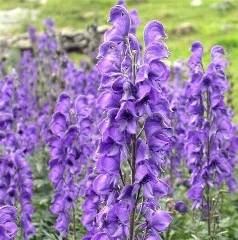 Wolfsbane 2 Garden Pavilion Garden Flower Spike