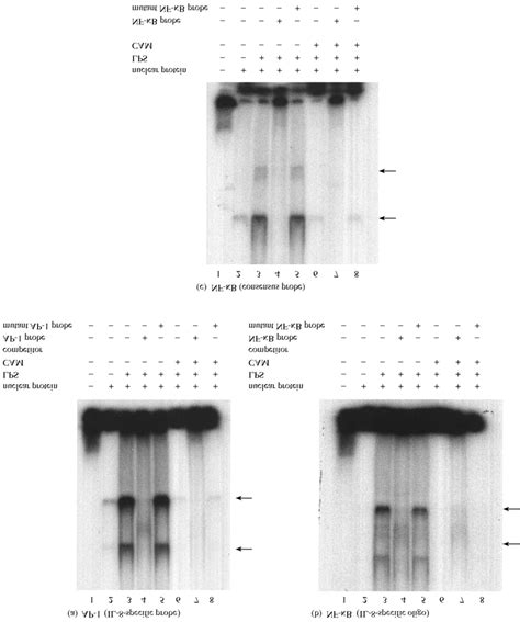 Emsas Showing The Specific Binding Of The Nuclear Factors To The Ap 1