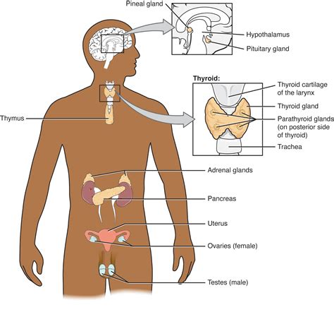 Endocrine Glands Diagram
