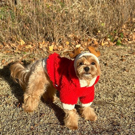 강아지고양이루돌프후드 크리스마스 코스튬 특이한강아지옷
