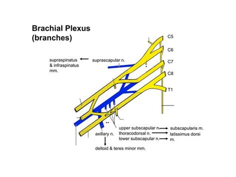 Brachialplexus 1pdf