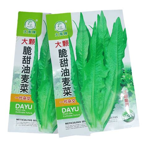 油麦菜种子四季青菜种籽大全阳台菜籽盆栽籽种春蔬菜孑菜种农家 虎窝淘