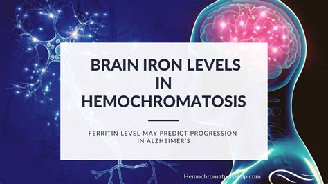 Iron Levels In The Brain Hemochromatosis Help
