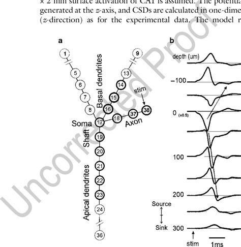 Modeling The Potential Field And Current Source Density Csd By A Download Scientific Diagram
