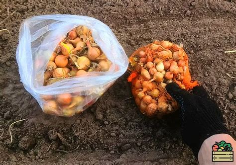 Рекомендации по посадке лука-севка, которые должен выполнять каждый ...