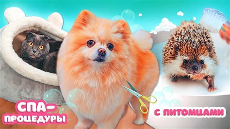 БАННЫЙ ДЕНЬ ПИТОМЦЕВ Груминг Шпица Купаем Ежа Киса Баттерс переехала Youtube
