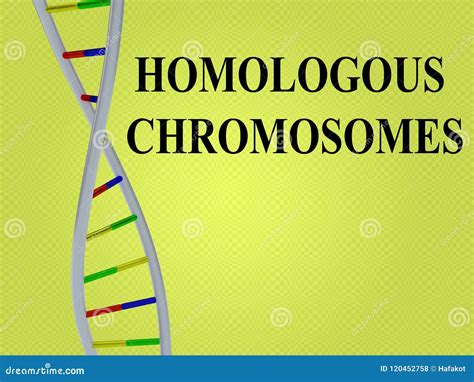Homologous Chromosomes Concept Stock Illustration Illustration Of