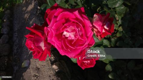 아침 햇살에 관목에 광택 어두운 녹색 잎과 이중 색상 분홍빛이 도는 빨간색 흰색 무성한 장미의 클러스터 0명에 대한 스톡 사진 및 기타 이미지 Istock