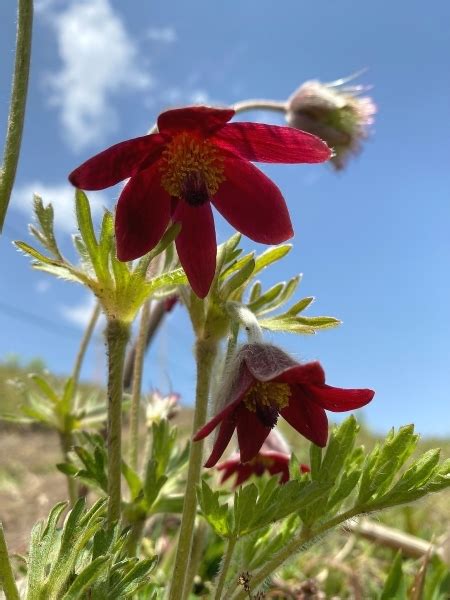 Higetias