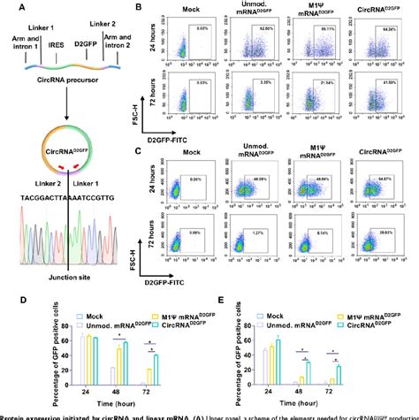 Figure 1 From Circular Rna Cancer Vaccines Drive Immunity In Hard To