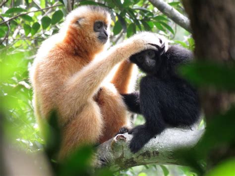 20 Most Critically Endangered Monkey Species Endangered Primates List