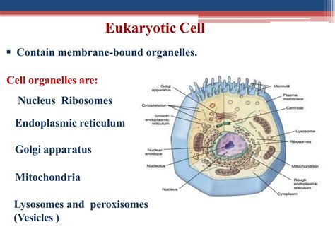 Cell Biology Lec 1 Pdf Pdf