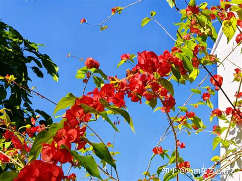 植物科普 I 冬红2407期 知乎