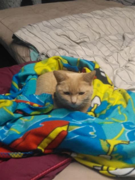 Tiny Loves Her Spongebob Blanket