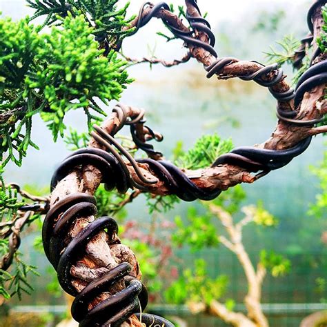 Kaufe Insgesamt 5 M Gartengeräte Schwarzer Bonsai Draht Bonsai
