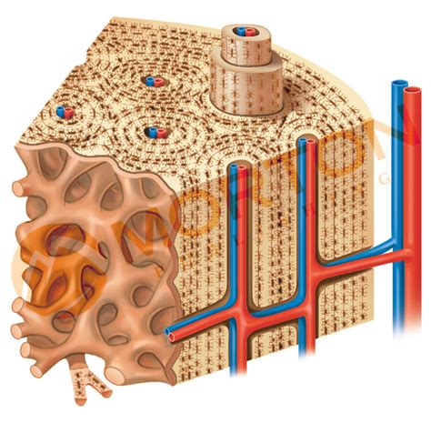 Compact Bone Tissue Diagram