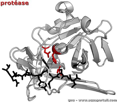 Protéase Définition Et Explications