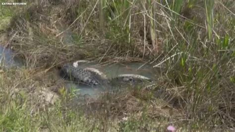 Video Gator Eating Burmese Python In Everglades National Park