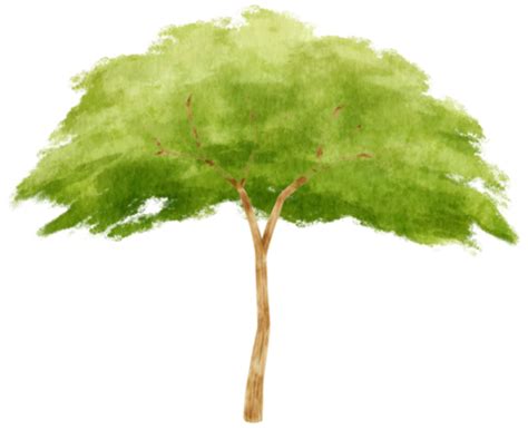 Tree Draw PNGs For Free Download Tree Draw PNGs For Free Download