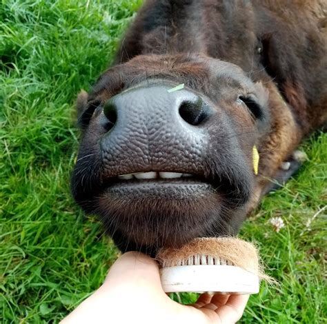 Getting Rusty Rcomic