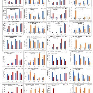 Validation Of The Expression Of RNA Seq Data By QRT PCR Using XIS Download Scientific Diagram