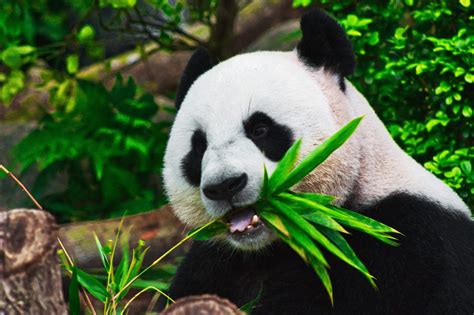 Pandas Apply Map Or Transform Towards Data Science
