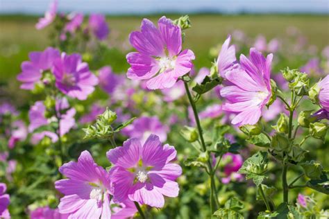 The Color Mauve Definition Hex Code History Meaning And Design