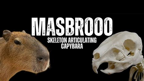 Capybara Skeleton Articulating Masbro Youtube