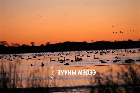 Онцлох фото Ганга нууран дахь хунгийн чуулган