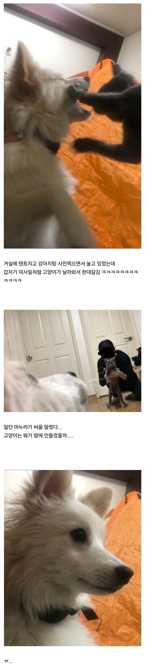 강아지는 정말 귀여워 고양이한테 이유없이 맞은 강아지 Daum 카페