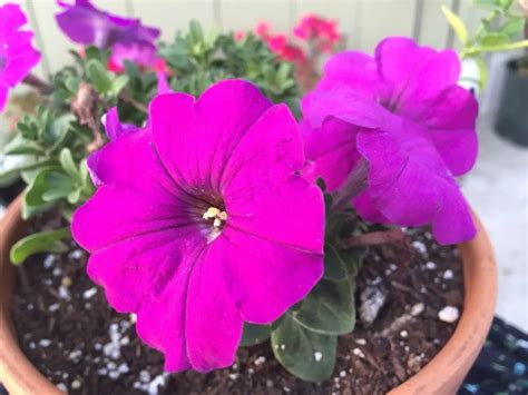 Cuidados Y Cultivo De La Flor Petunia Enana Teleflor