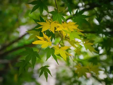 What Does A Sugar Maple Tree Look Like Easy Ways To Identify