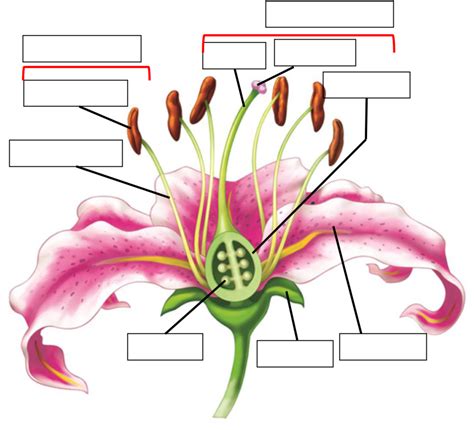 Flower Structures And Functions Diagram Quizlet Flower Structures And Functions Diagram Quizlet