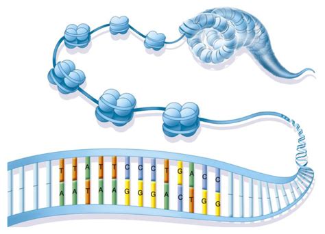 Histone Ptms And Genomics Materalab