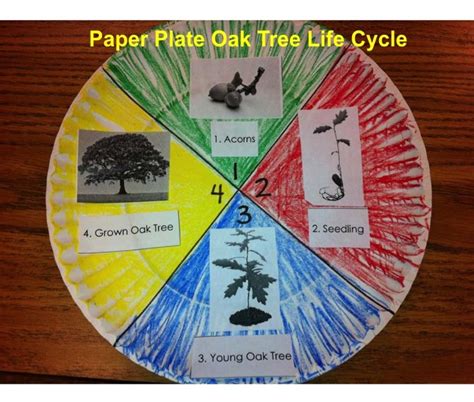 Mrs Rosss Science Class Oak Tree Life Cycle And Craftivity
