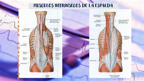 Flashcards De Músculos Intrínsecos De La Espalda Por Linda Millones