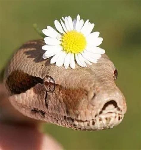 Create Meme Snake Pictures Meme Arsenal Com