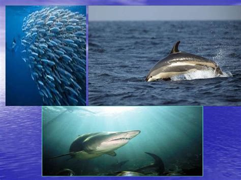 Природа Атлантического и Северного Ледовитого океанов Виды хозяйственной деятельности в океанах