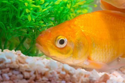 물고기 탱크 또는 수족관 황금 물고기 송사리와 빨간 물고기 작은 물고기 멋진 잉어 녹색 식물 수 중 생활 감금 상태에 대한 스톡 사진 및 기타 이미지 Istock