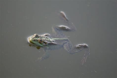 개구리 수륙 양용 비행기 물 Pixabay의 무료 사진 Pixabay
