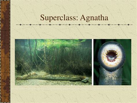 Ppt Taxonomy Powerpoint Presentation Free Download Id3645684