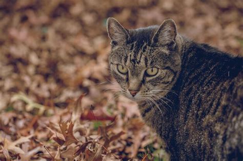 Premium Photo Close Up Of Tabby Cat