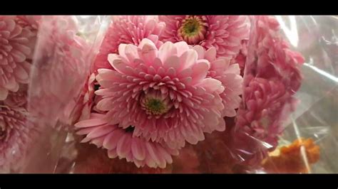 폼포니 거베라 생화 인터넷꽃도매시장 생화택배 생화도매 인터넷꽃시장 인터넷꽃도매 장미대량구매 꽃 꽃다발 꽃도매 꽃시장 부산꽃시장 김해꽃시장 꽃쇼핑몰 김해꽃 부산꽃 꽃싸게사는법